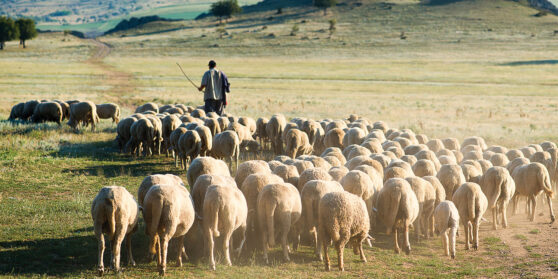 A Shepherd for the Flock - A Light for Beaufort